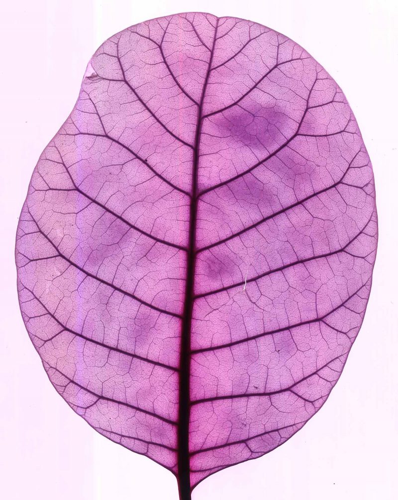 Leaf Architecture: Art, Atlas, Applications | New York Botanical Garden