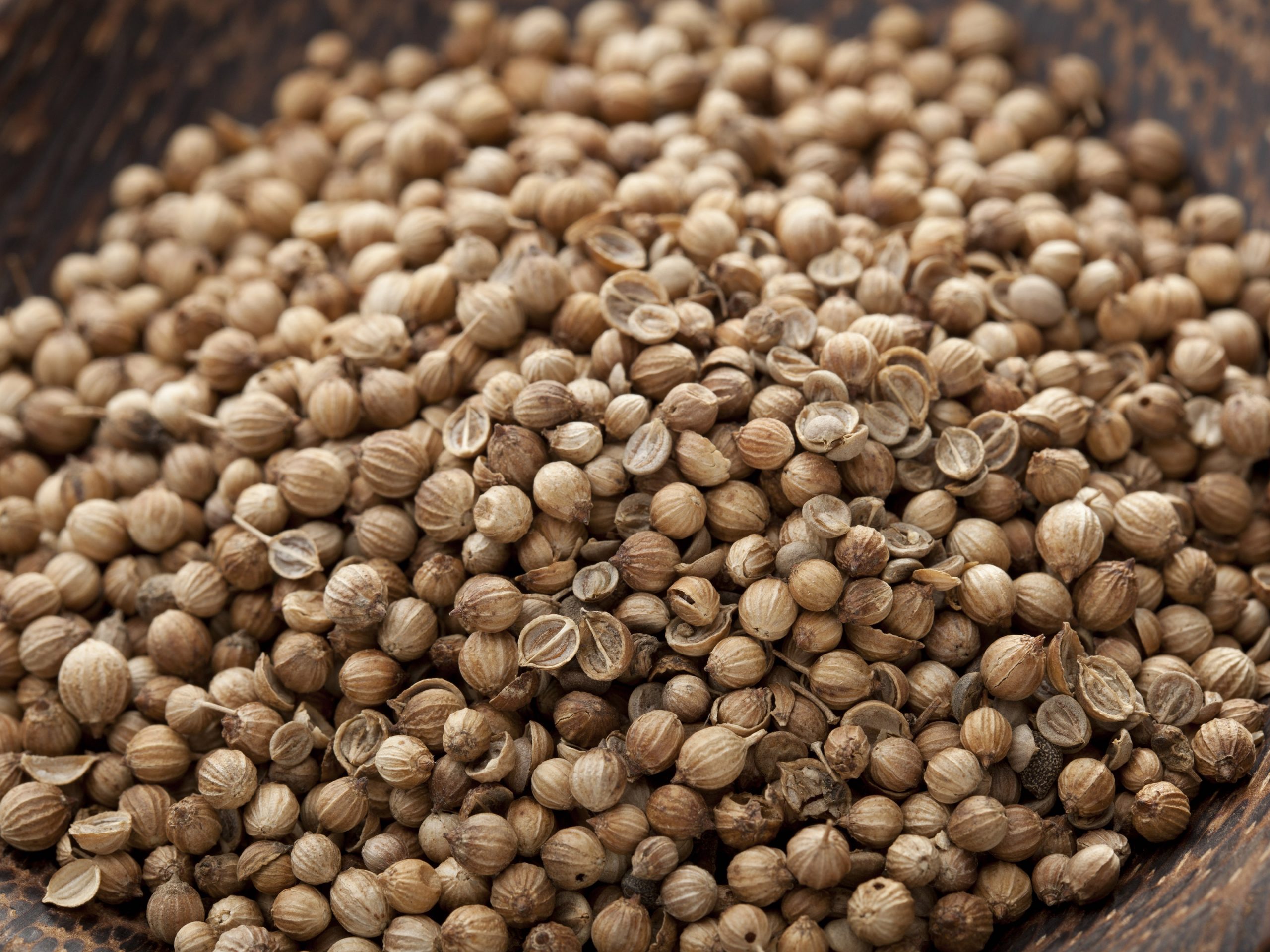 Exhibit Lab: Flavors of Morocco | New York Botanical Garden