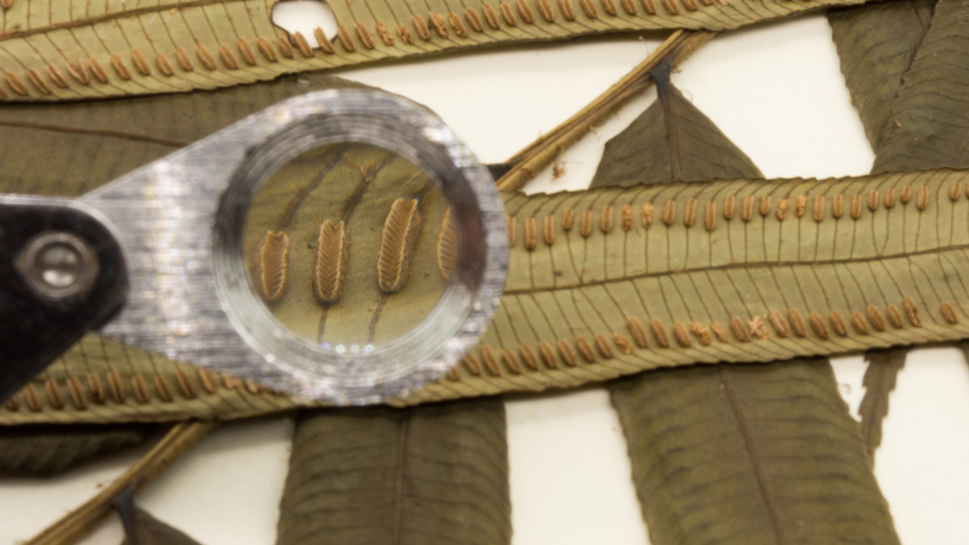 Read & Watch | New York Botanical Garden