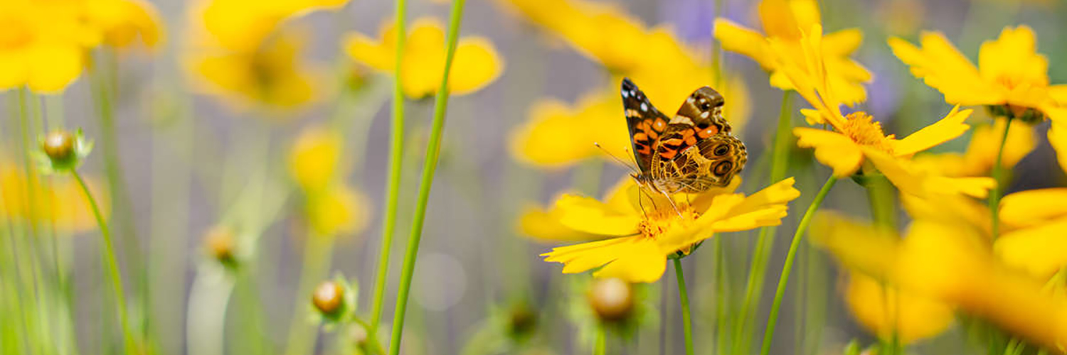 Earth Day 2020: In Praise of Pollinators | New York Botanical Garden