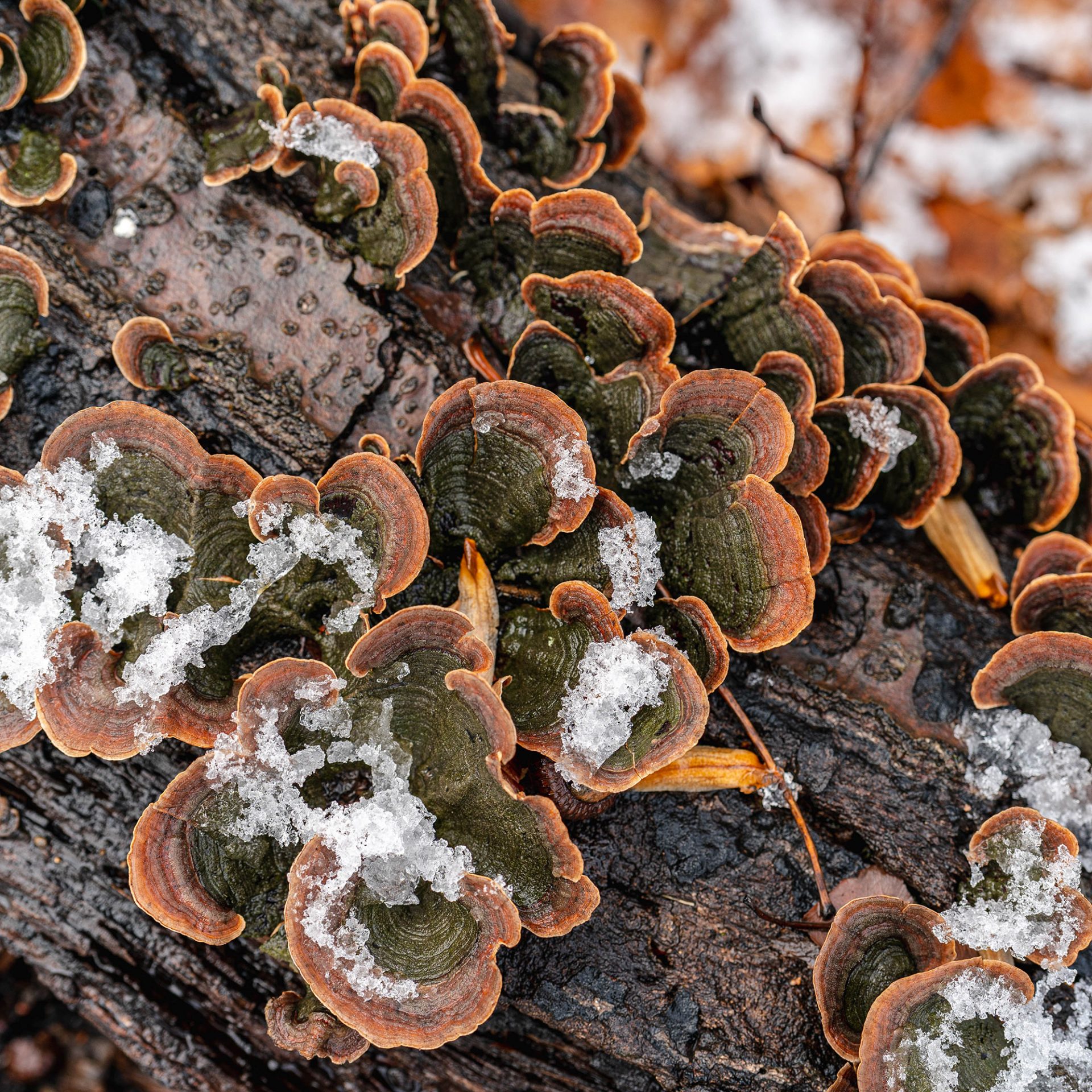 Science Programs & Departments | New York Botanical Garden