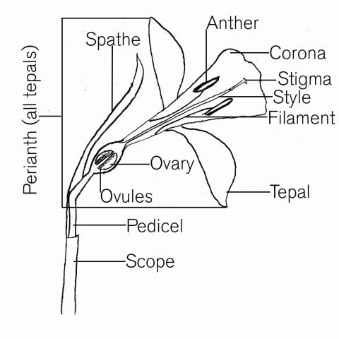 Daffodil Hill | New York Botanical Garden