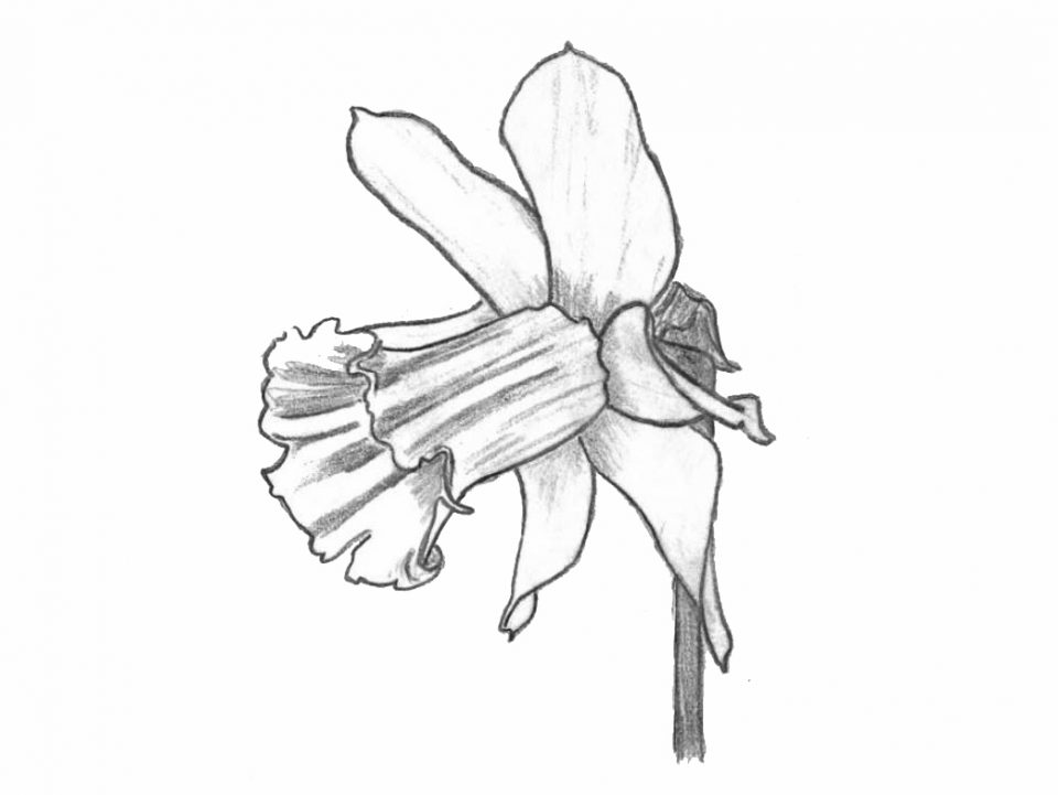 Identifying Daffodils | New York Botanical Garden