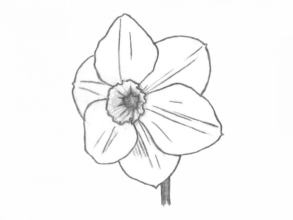 Identifying Daffodils | New York Botanical Garden