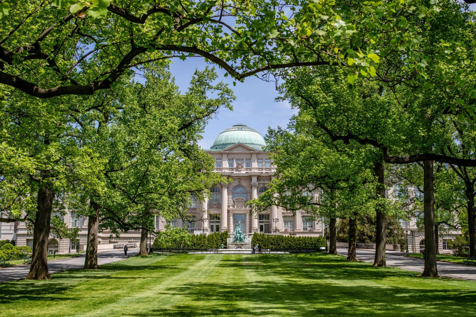 Information About Tulip Tree Allée | New York Botanical Garden