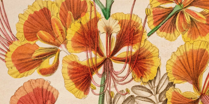 Black Botany: The Nature of Black Experience » New York Botanical Garden