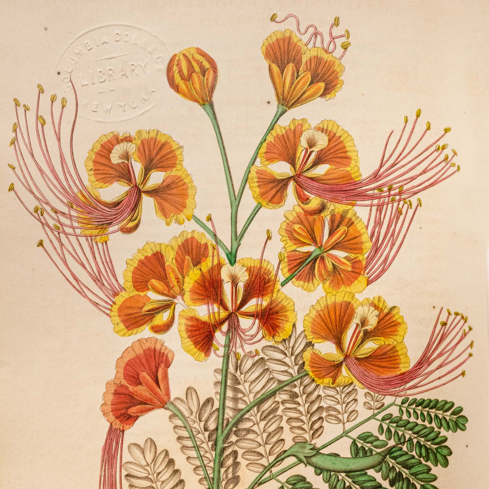 Explore Black Botany: The Nature of Black Experience | New York ...