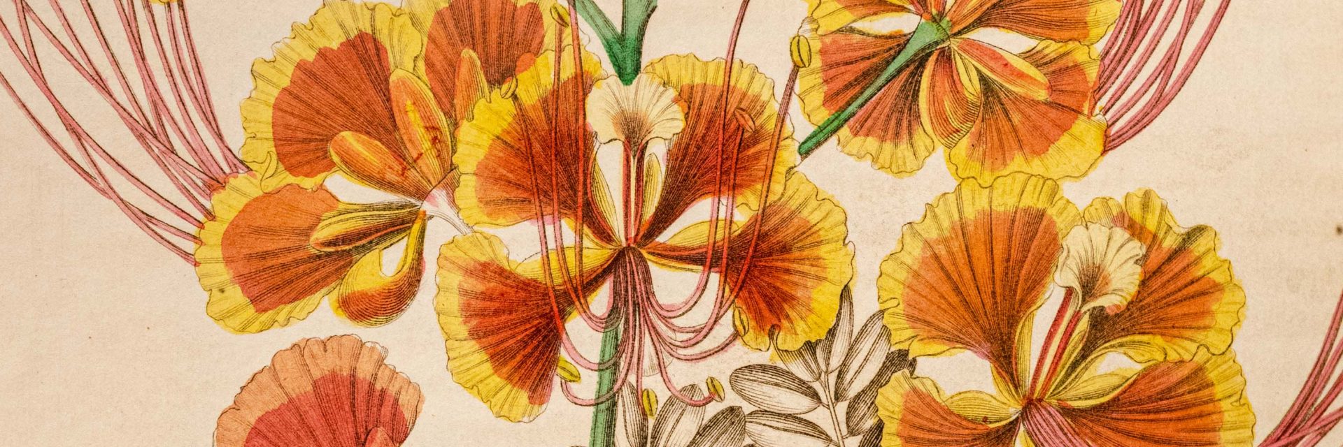 Black Botany: The Nature of Black Experience | New York Botanical Garden