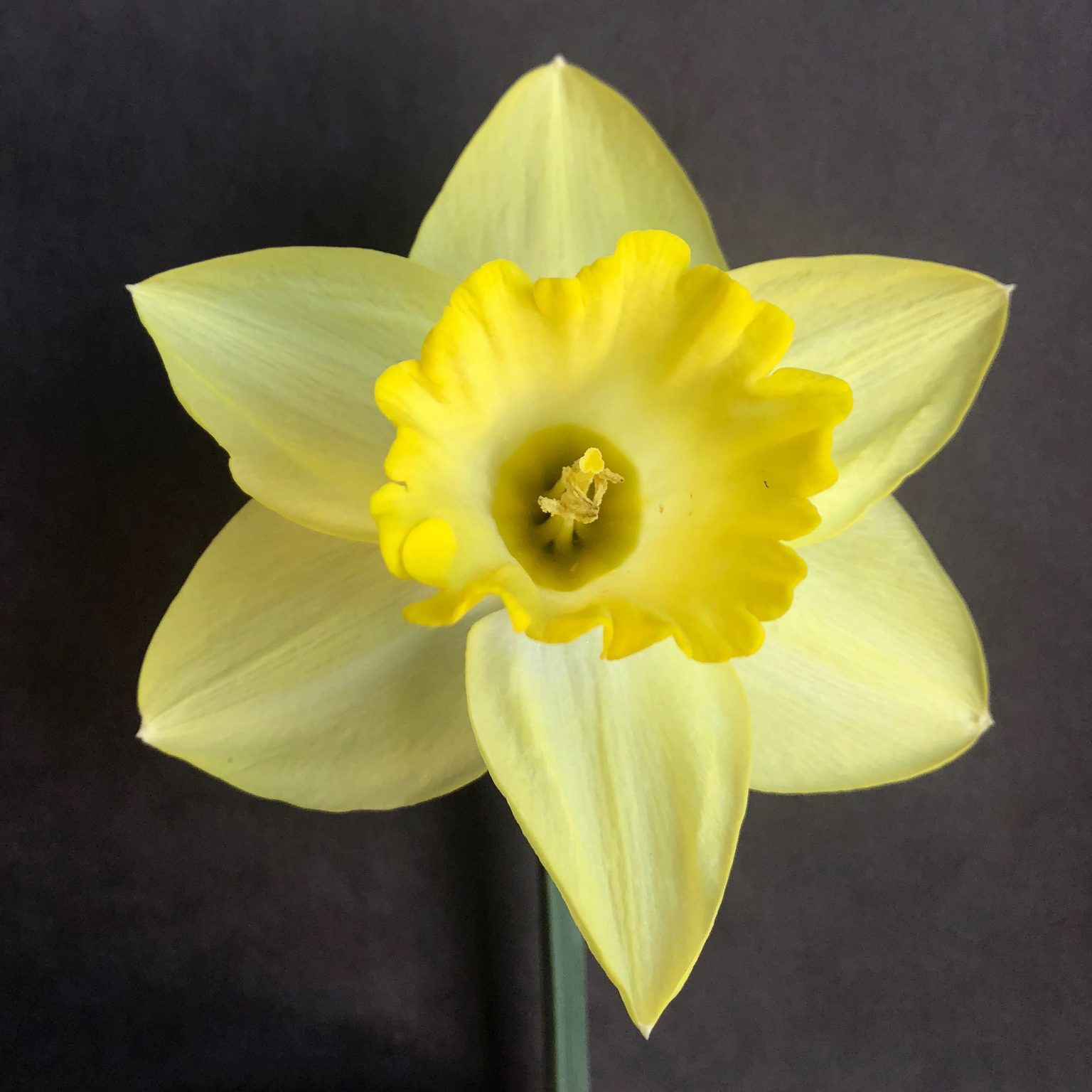 Daffodil Hill Highlights » New York Botanical Garden