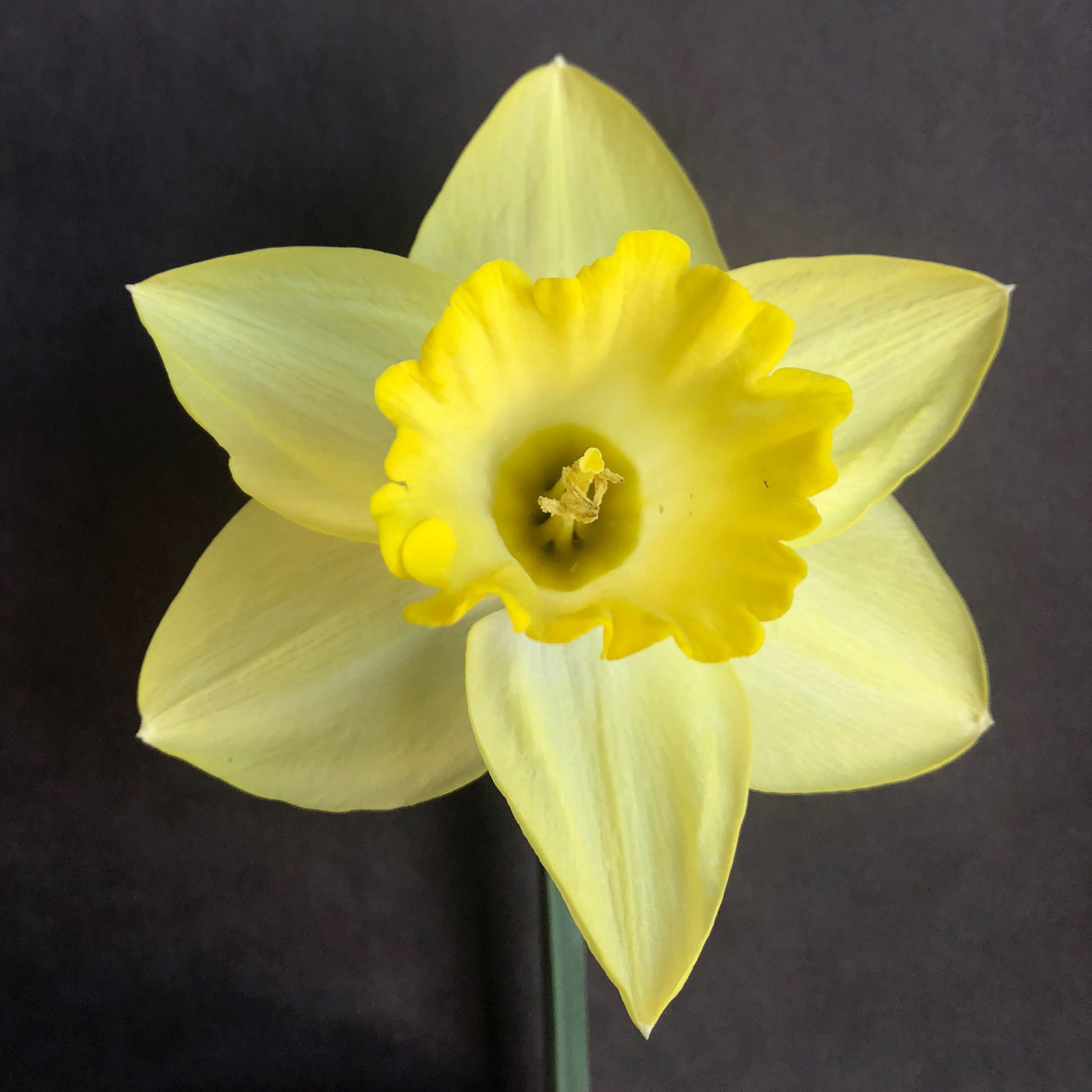 Daffodil Hill Highlights » New York Botanical Garden