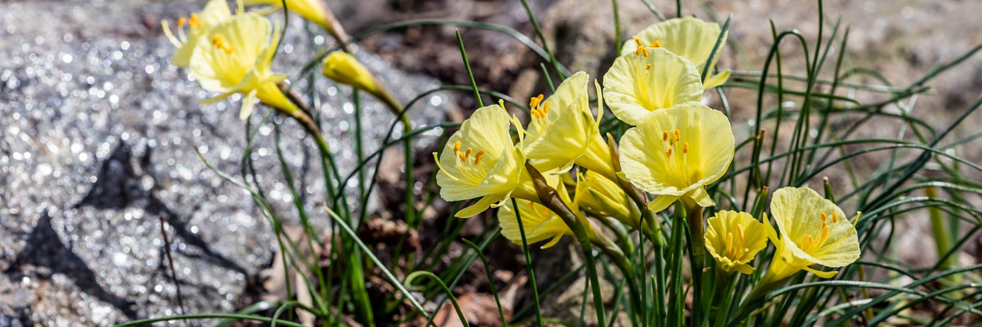 Identifying Daffodils | New York Botanical Garden