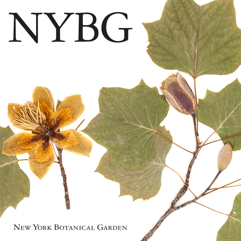 News and Media Archive - 2020 | New York Botanical Garden