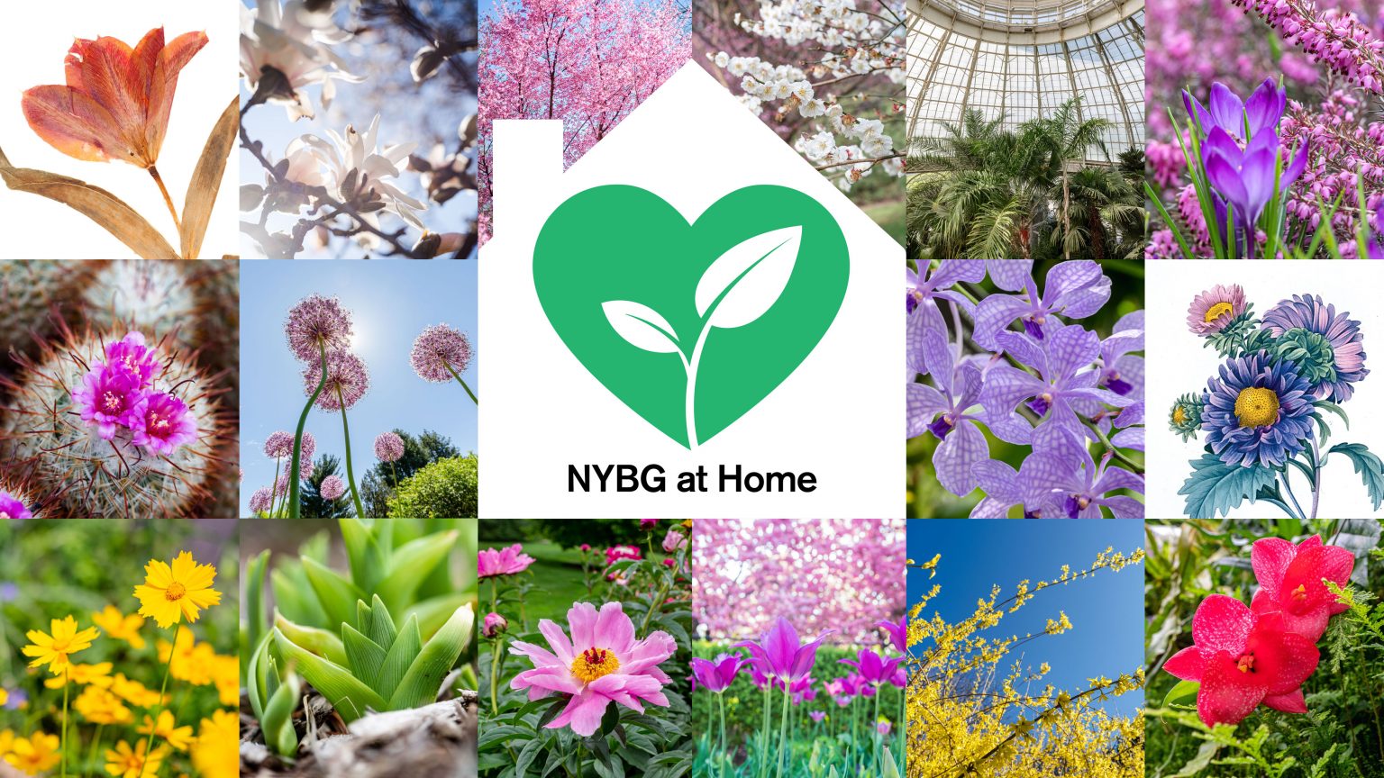 Home » New York Botanical Garden