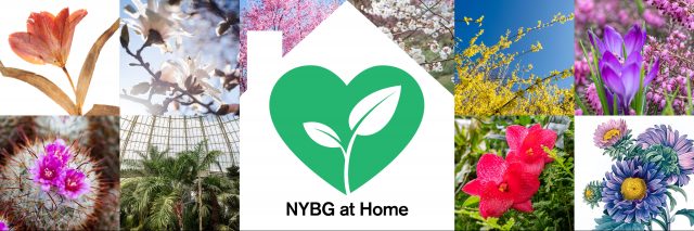 NYBG at Home » New York Botanical Garden