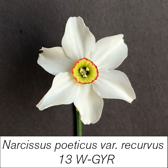 Identifying Daffodils | New York Botanical Garden