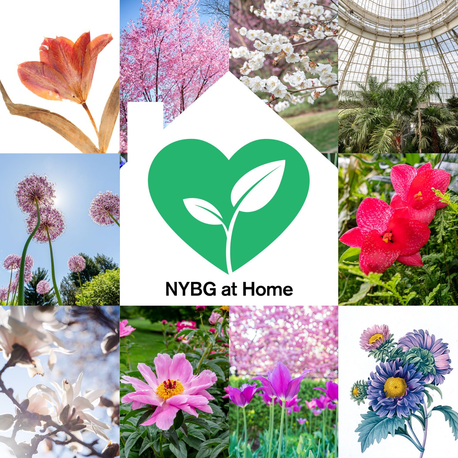 What's On » New York Botanical Garden