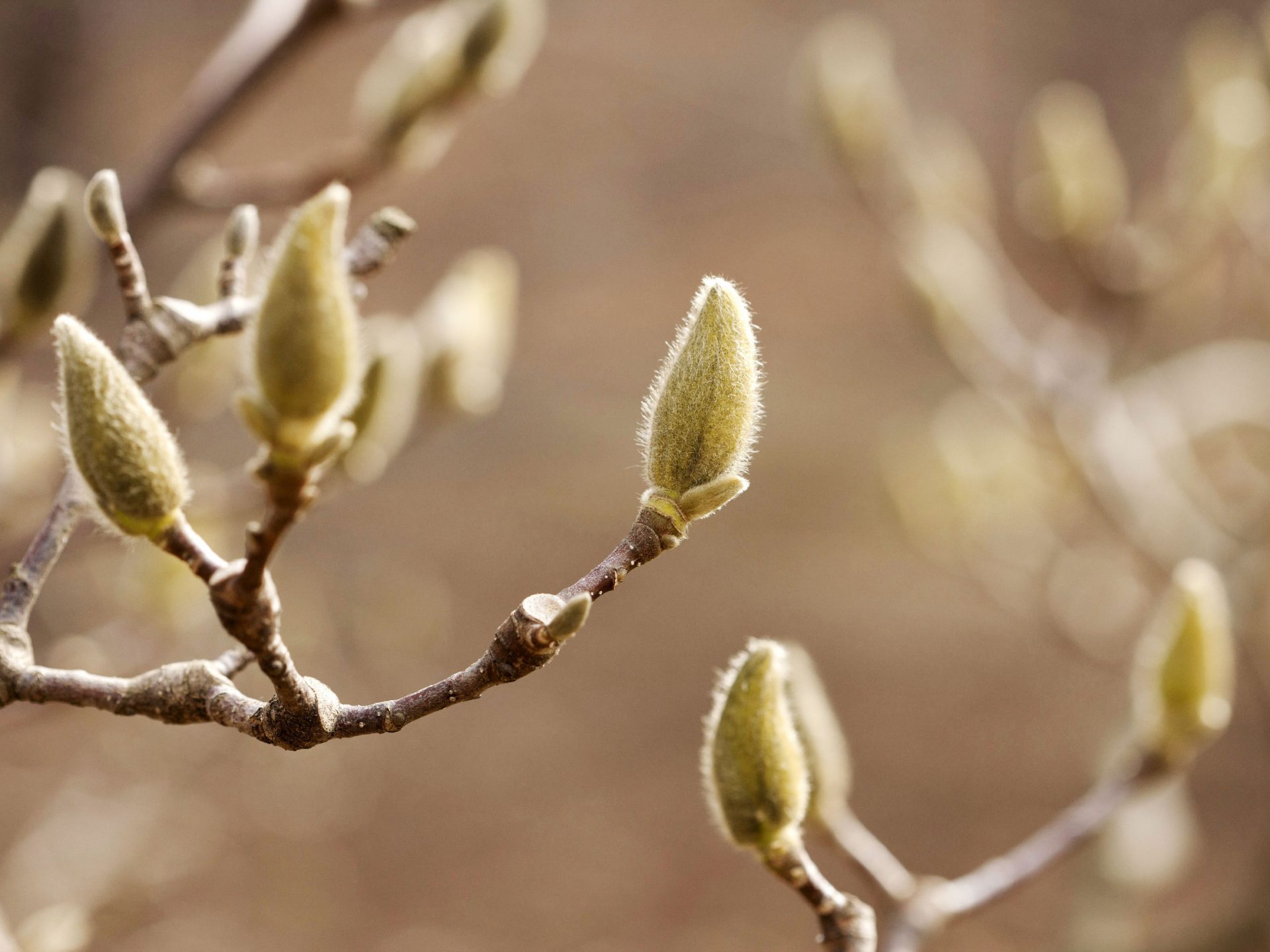 Magnolias | New York Botanical Garden