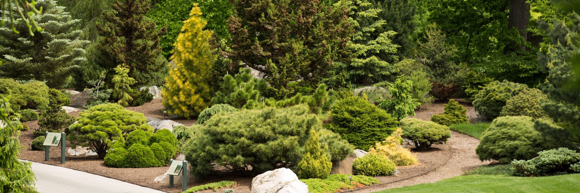 Ornamental Conifers | New York Botanical Garden