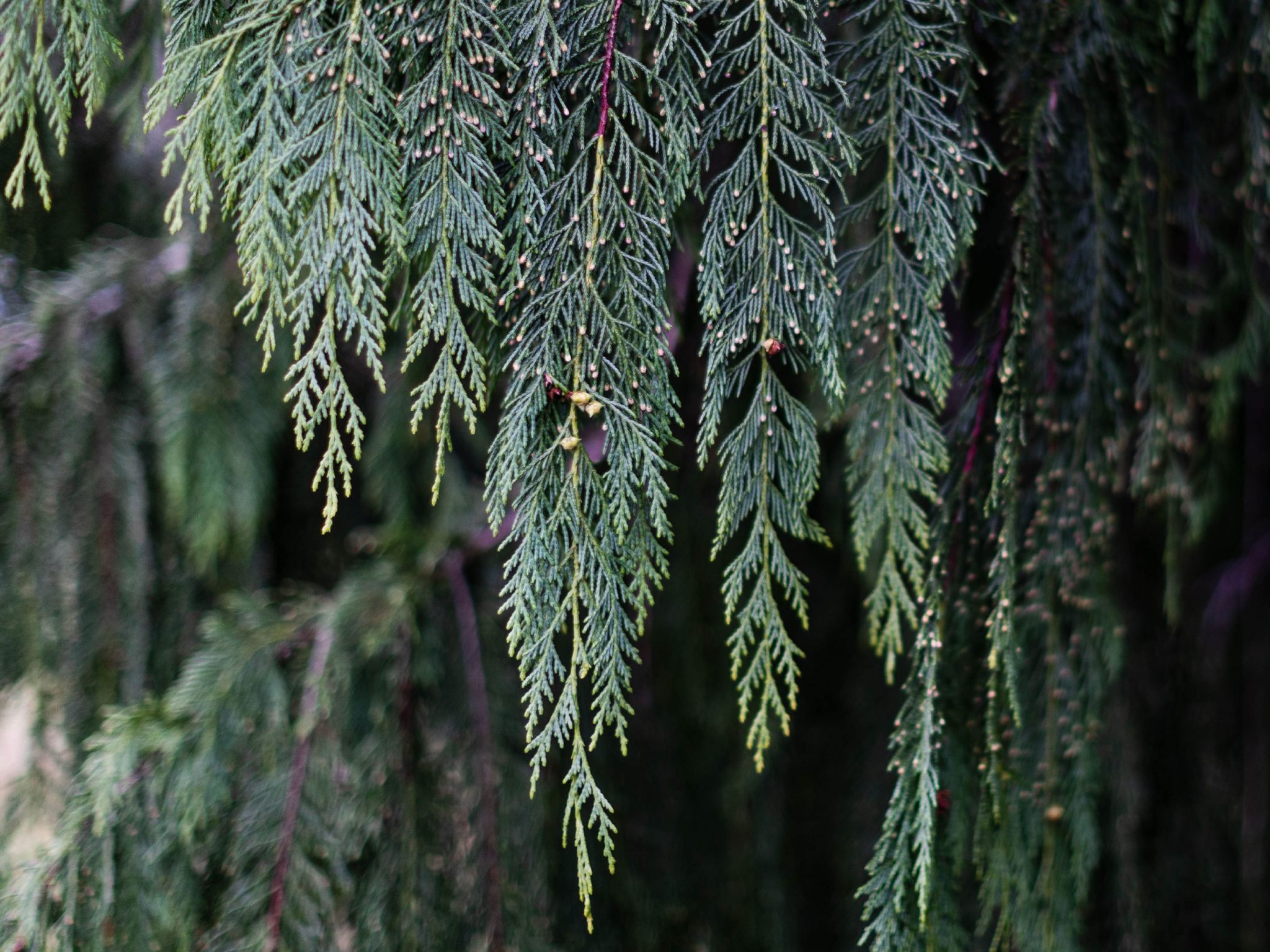 Ornamental Conifers » New York Botanical Garden