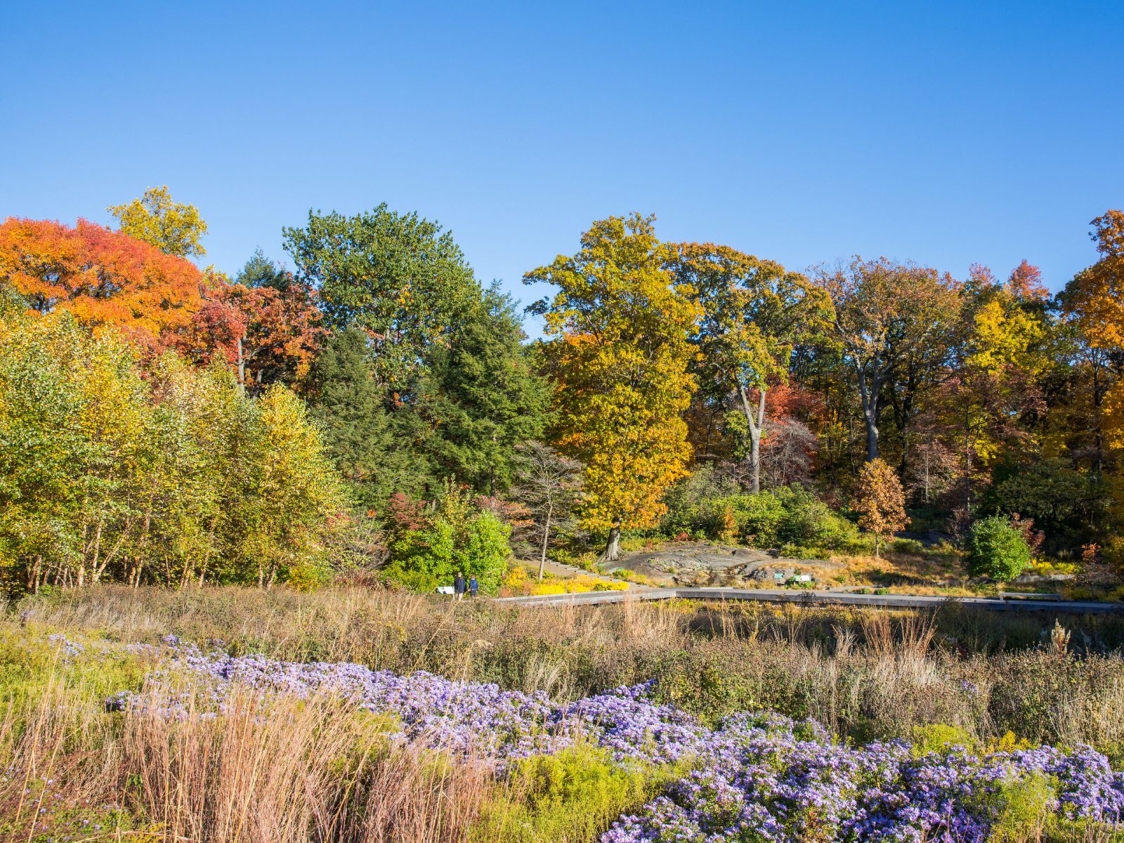Native Plant Garden » New York Botanical Garden