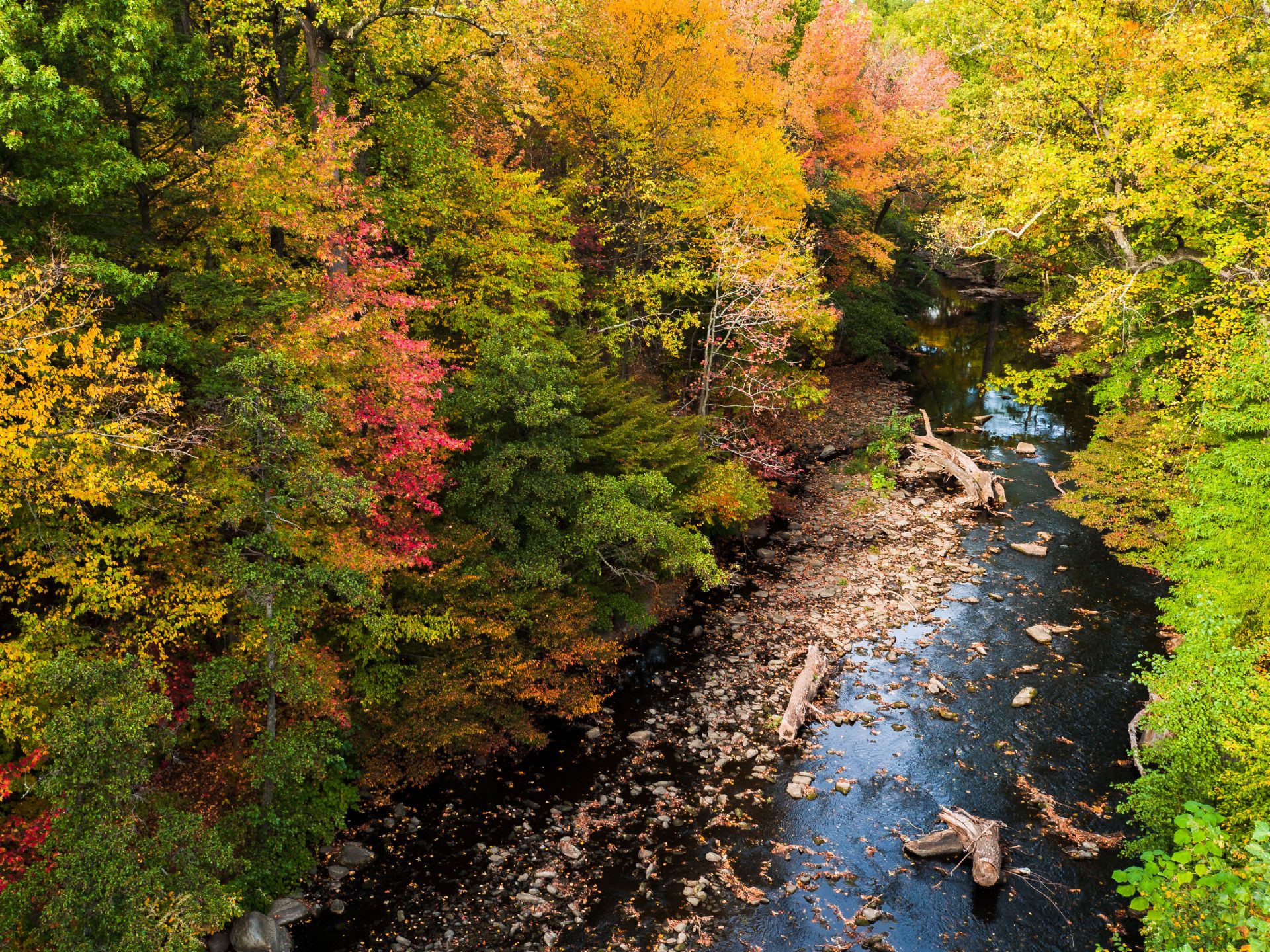 Forest » New York Botanical Garden