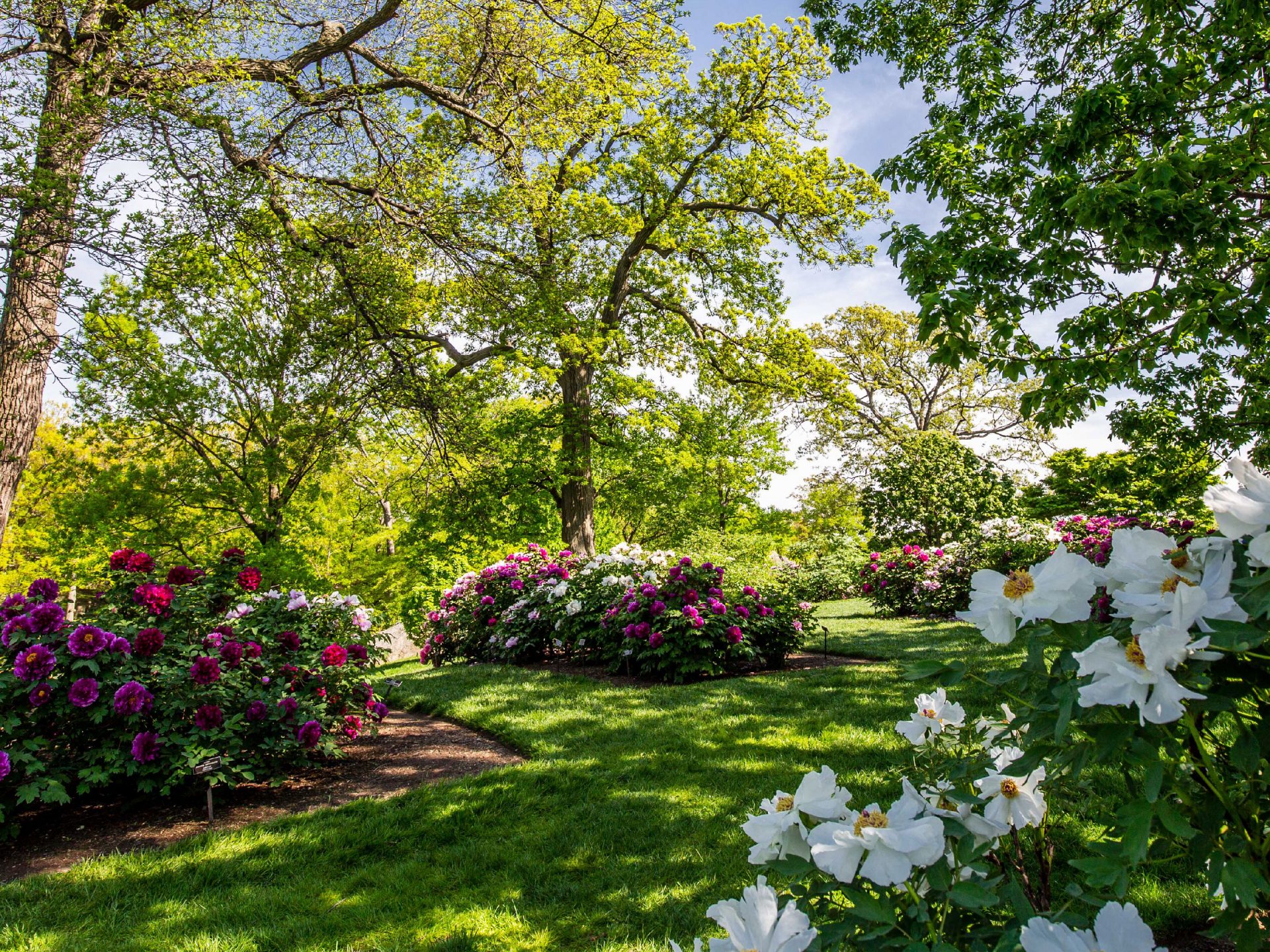 Tree Peonies | New York Botanical Garden