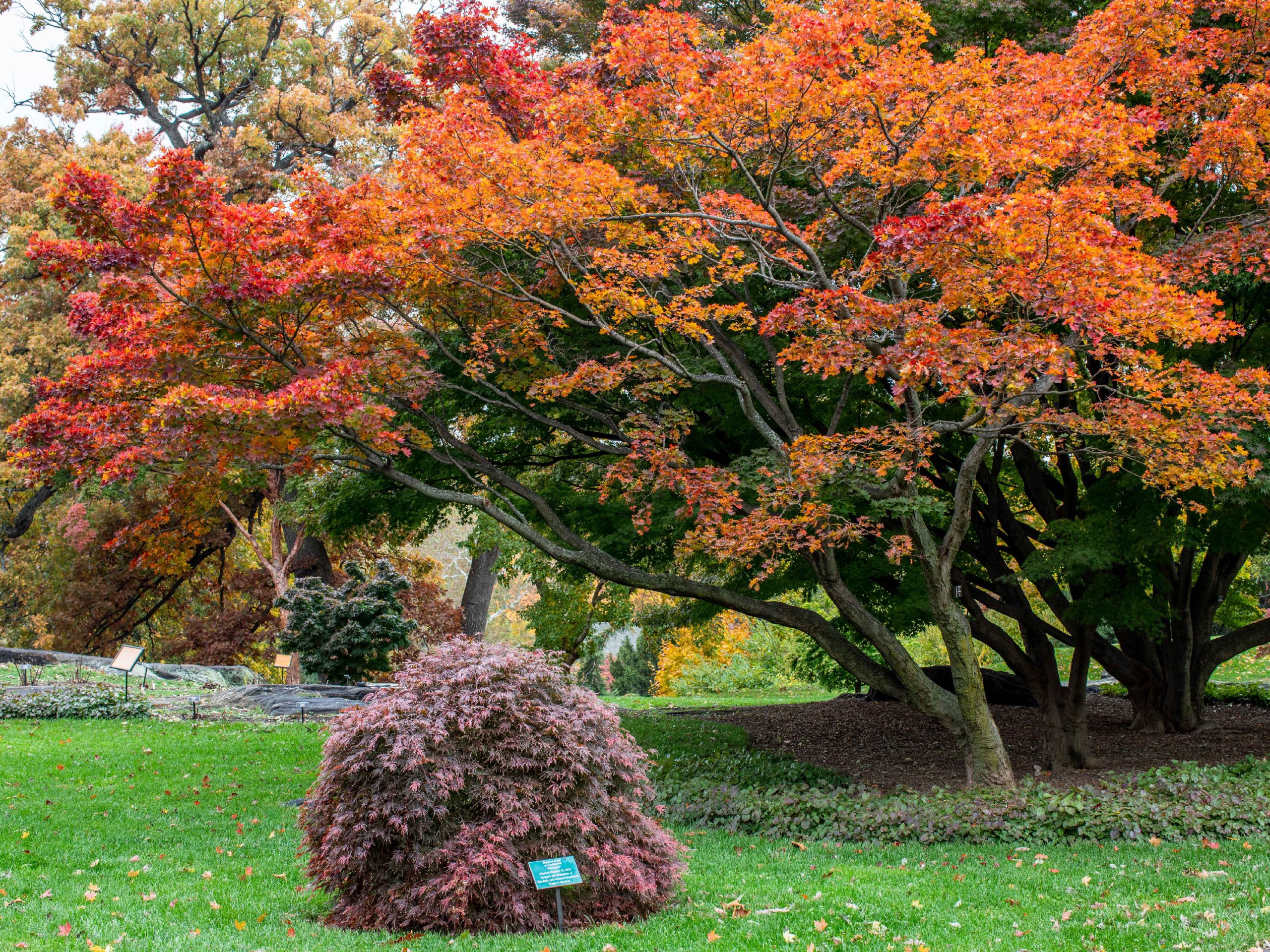 Maple Collection » New York Botanical Garden