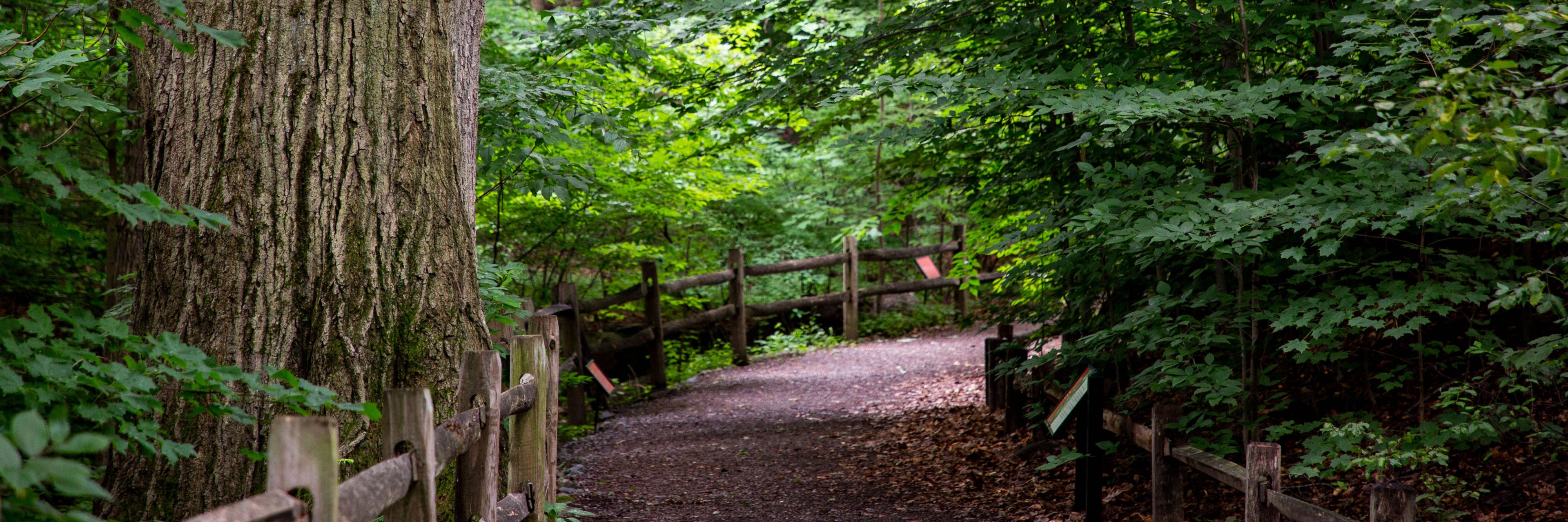 Forest » New York Botanical Garden