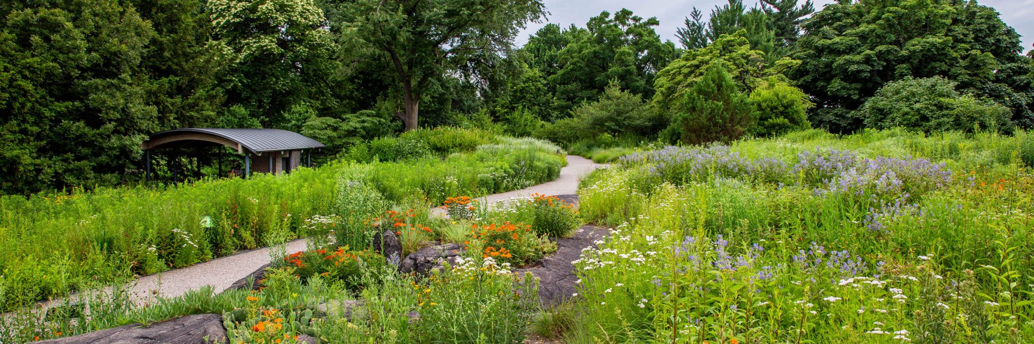Native Plant Garden | New York Botanical Garden