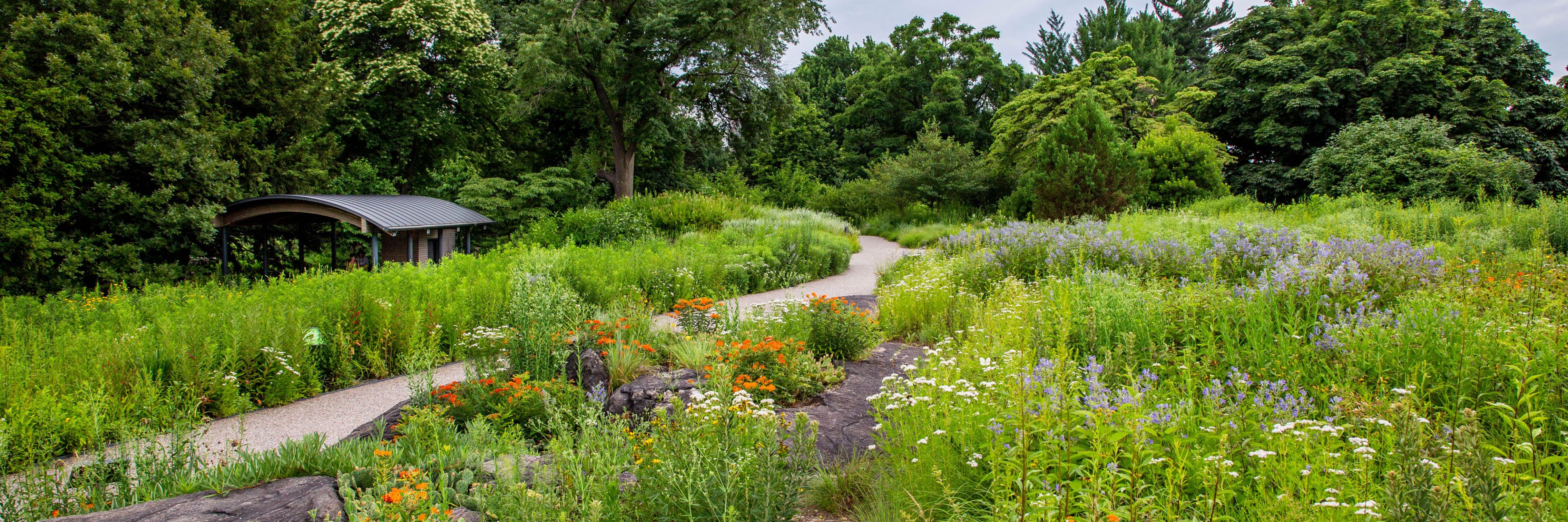 Native Plant Garden | New York Botanical Garden