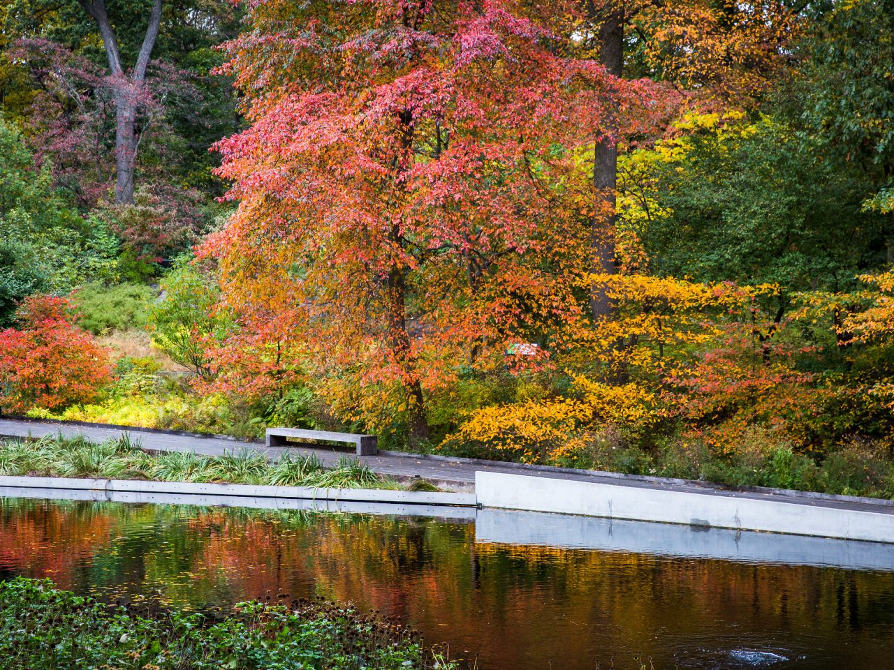 Native Plant Garden » New York Botanical Garden