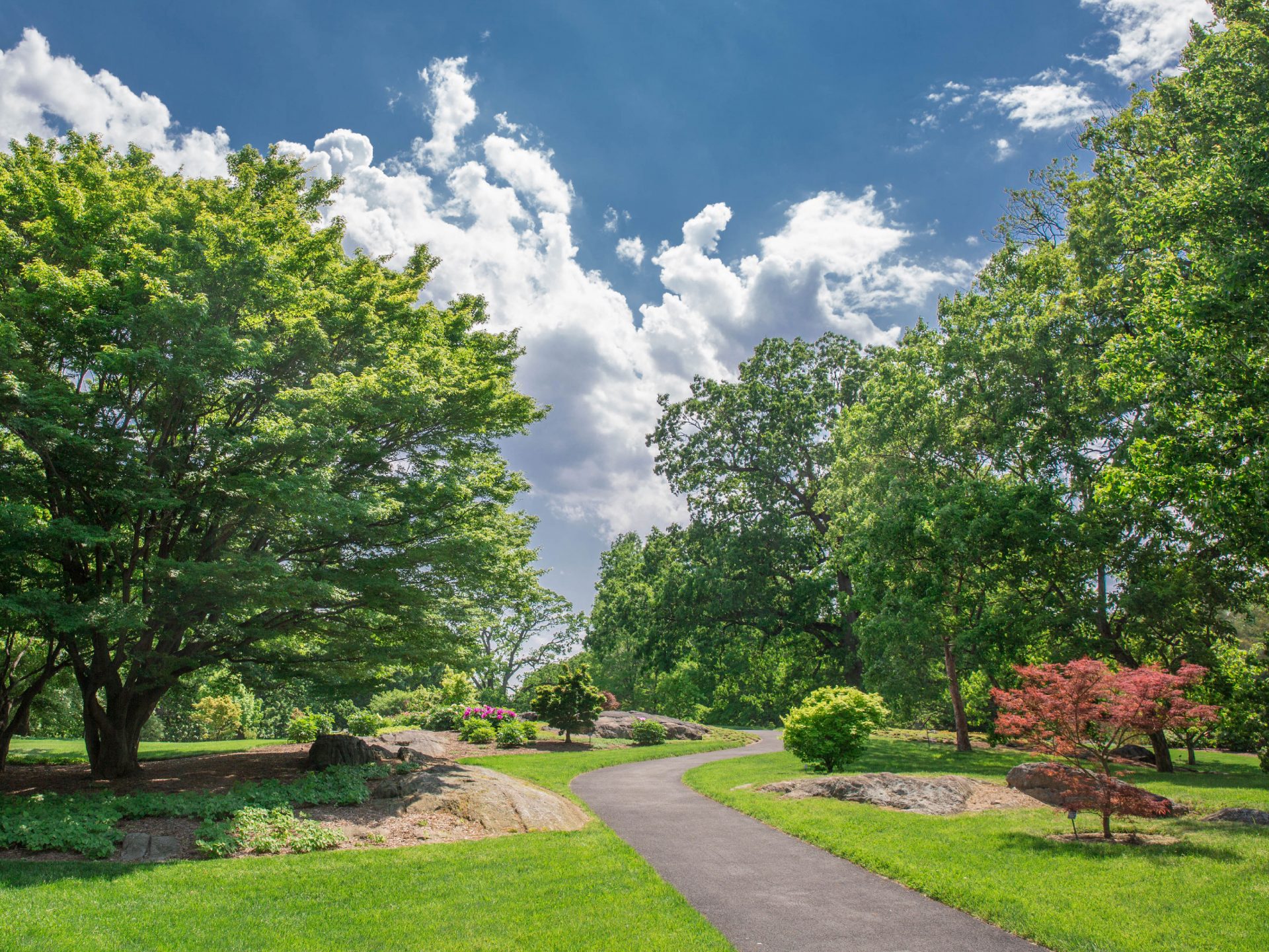 Maple Collection | New York Botanical Garden