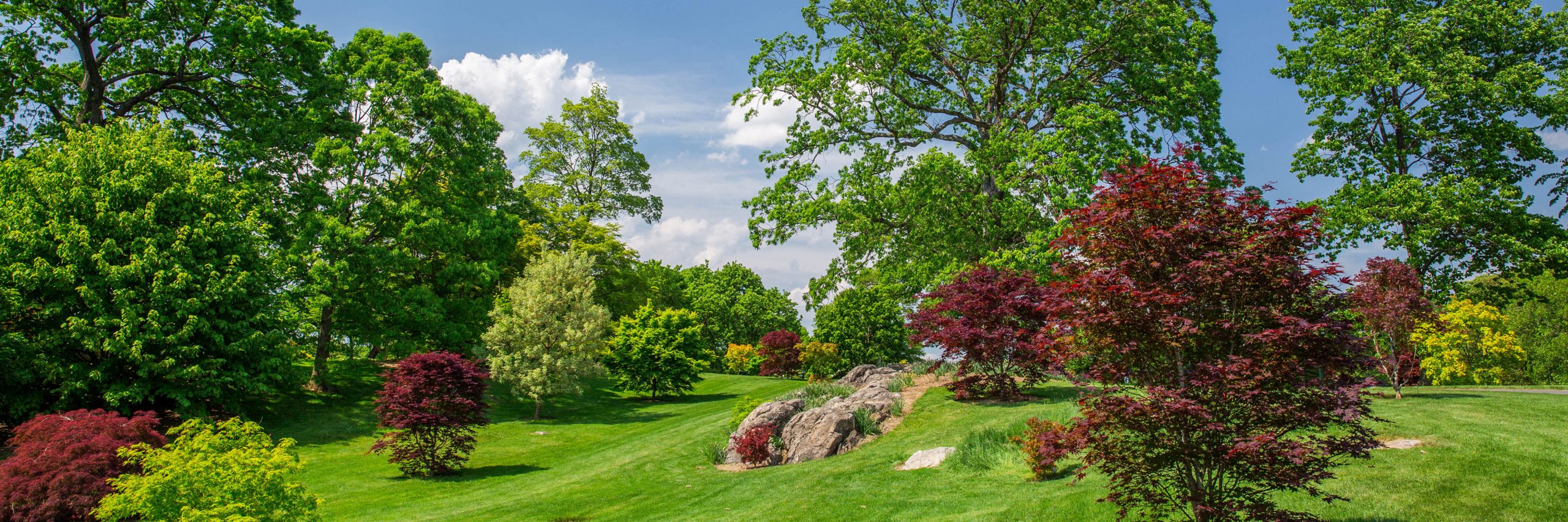 Maple Collection | New York Botanical Garden