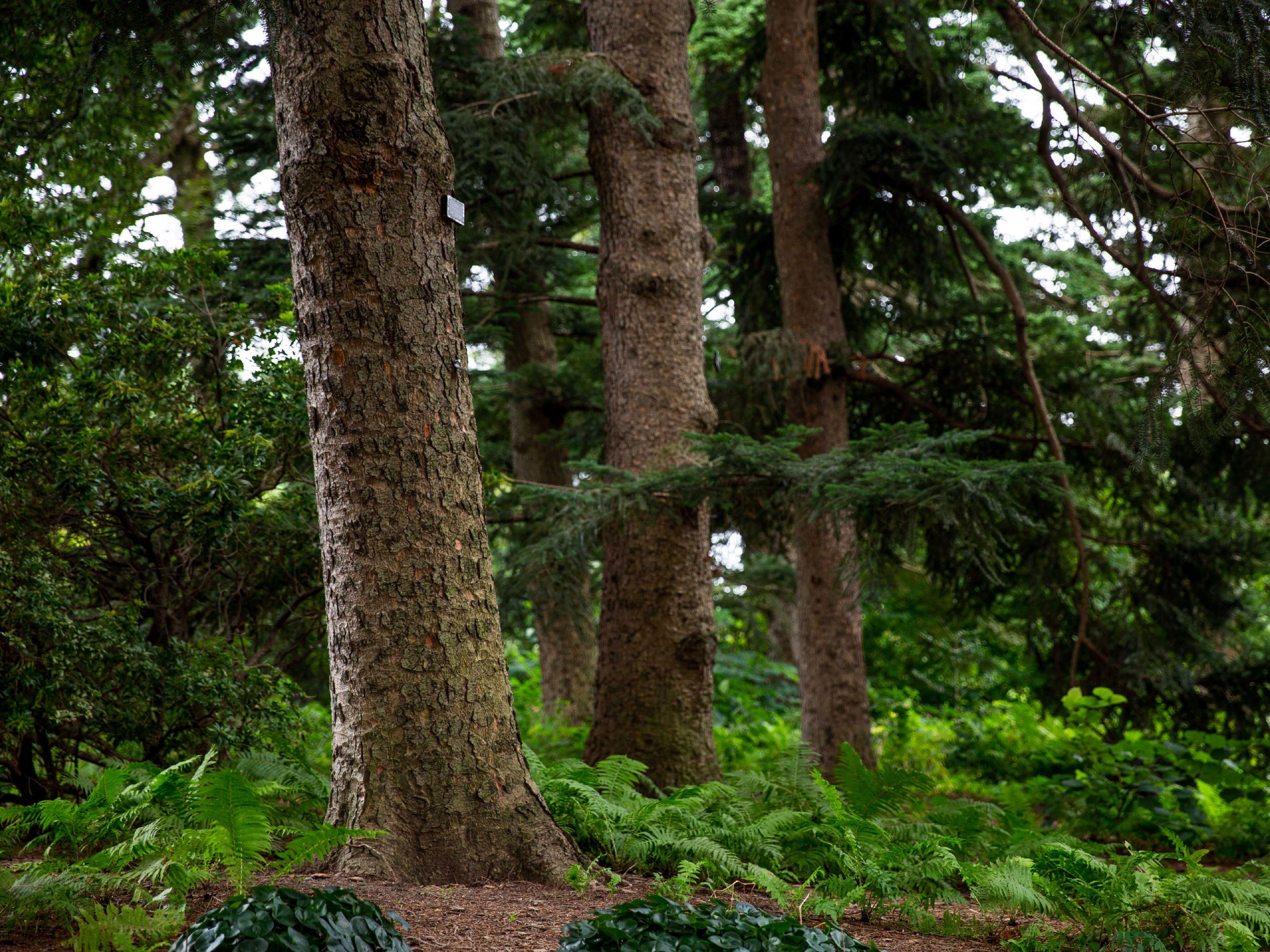Conifer Arboretum » New York Botanical Garden