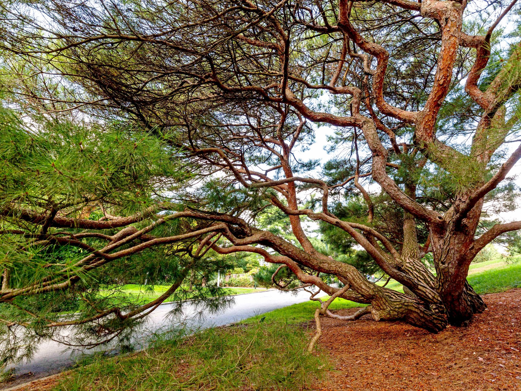 Conifer Arboretum » New York Botanical Garden