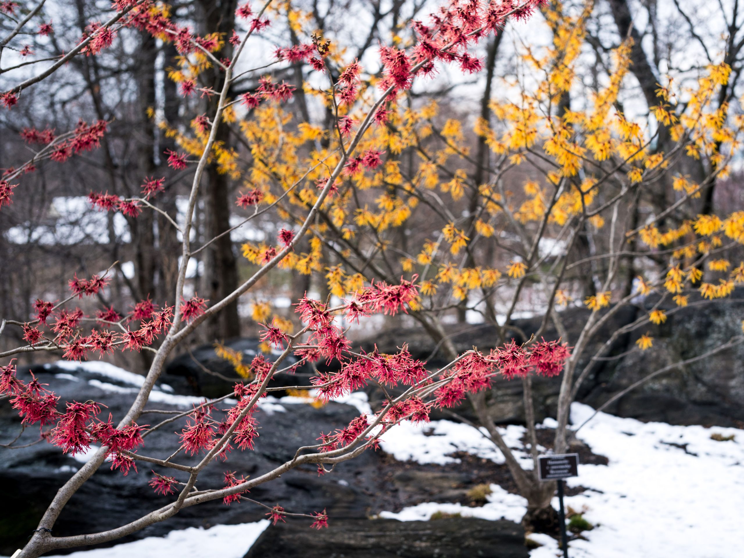 Azalea Garden | New York Botanical Garden