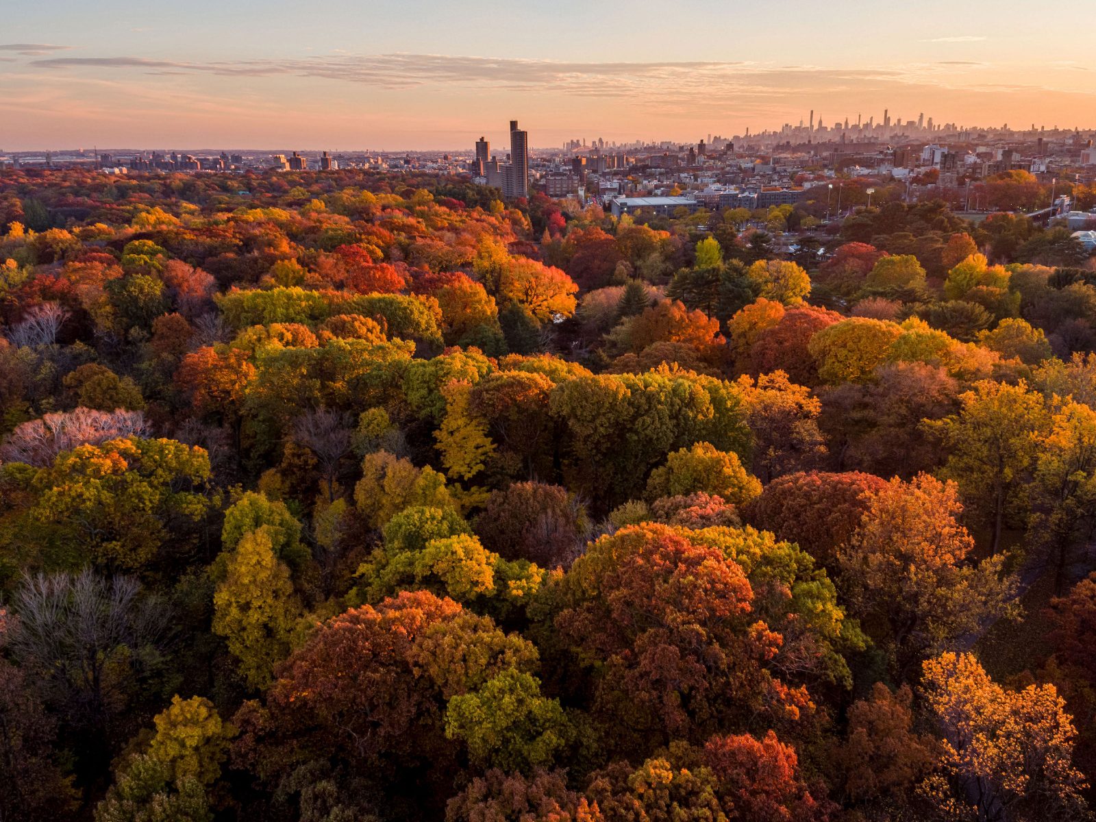 Forest » New York Botanical Garden
