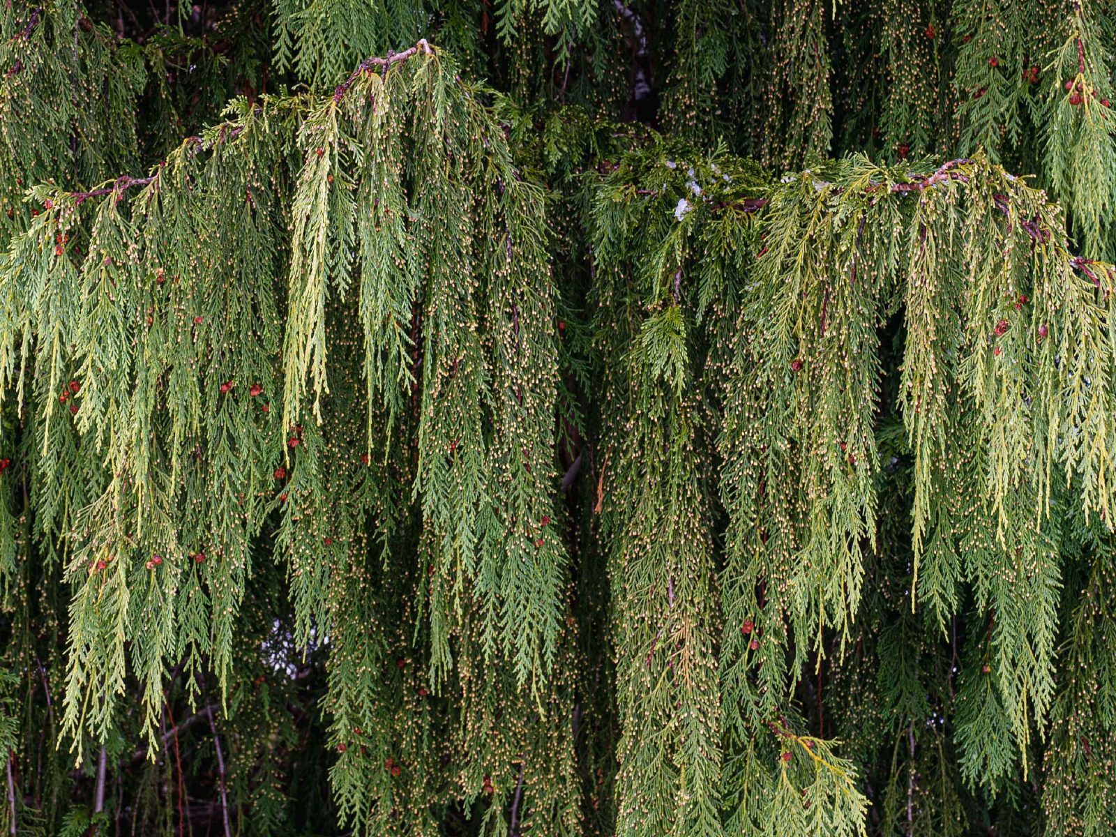 Ornamental Conifers | New York Botanical Garden