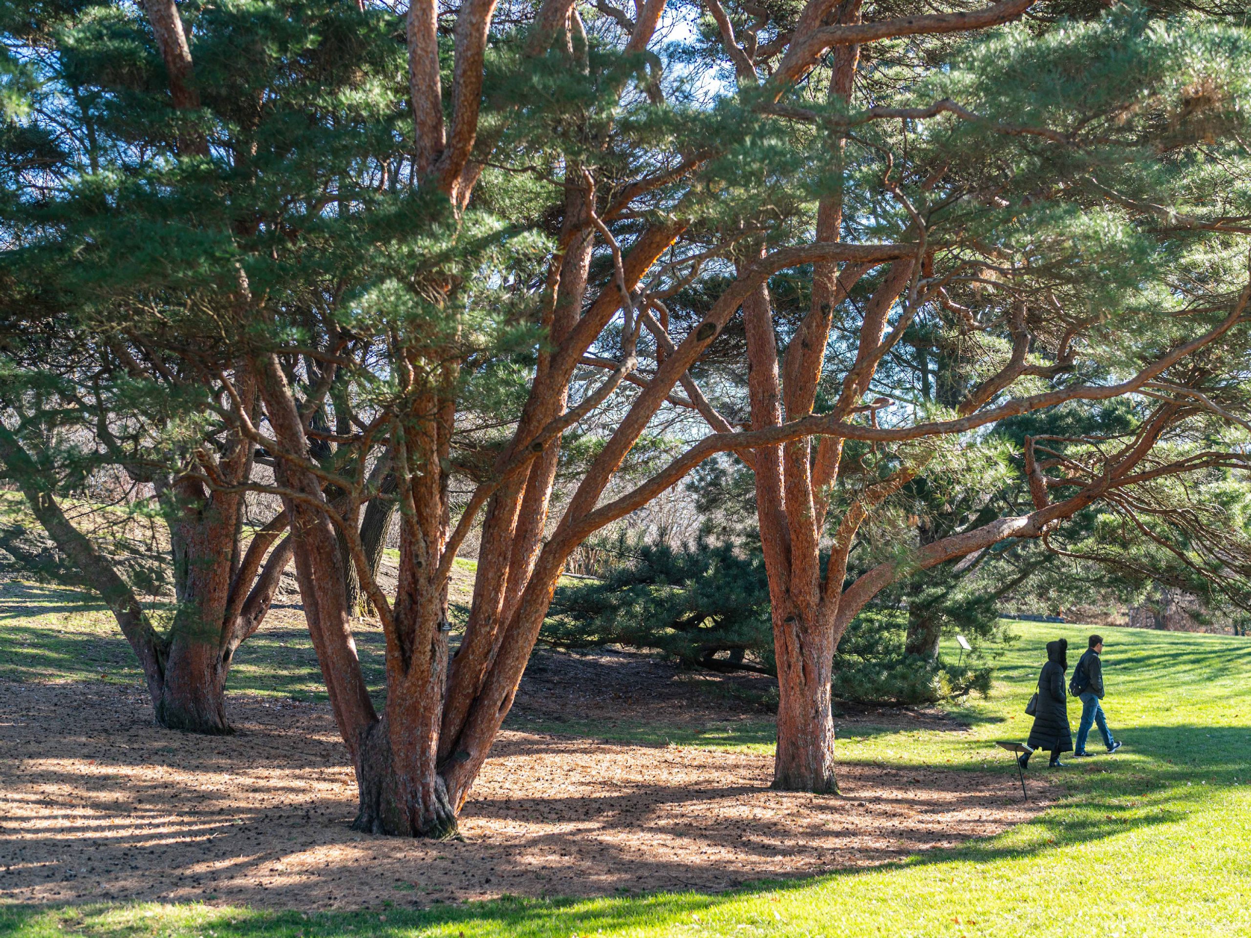 Arboretum Collections | New York Botanical Garden