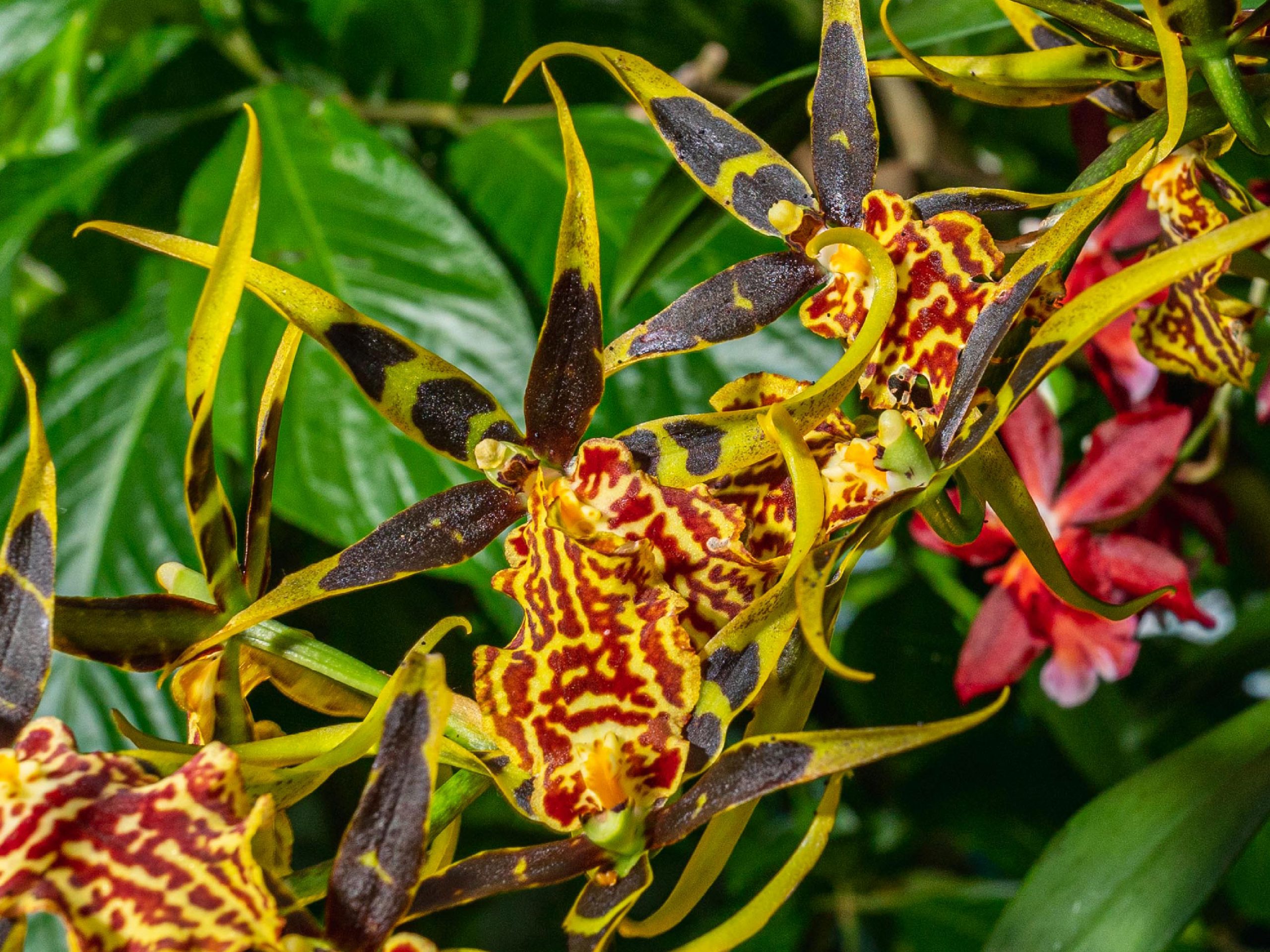 Orchid Collection | New York Botanical Garden