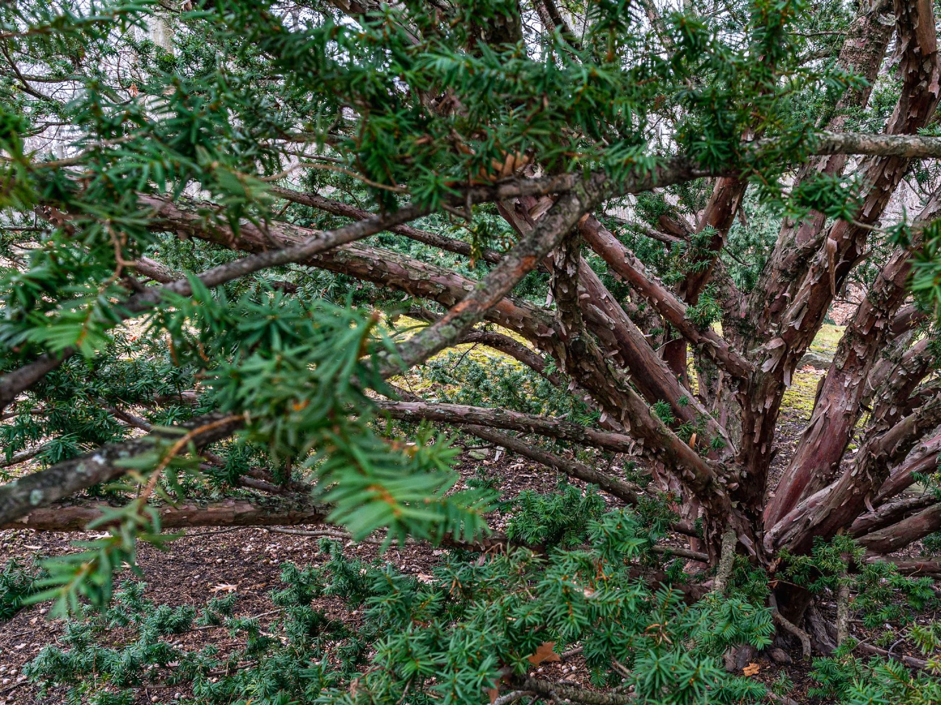 Ornamental Conifers » New York Botanical Garden