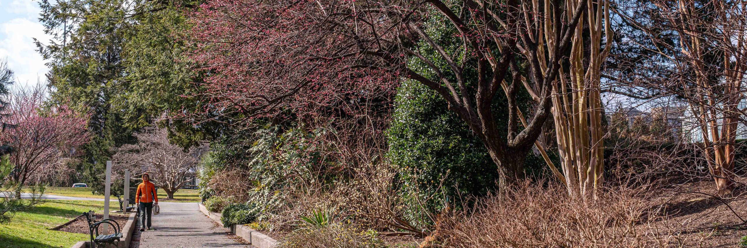 Ladies' Border » New York Botanical Garden
