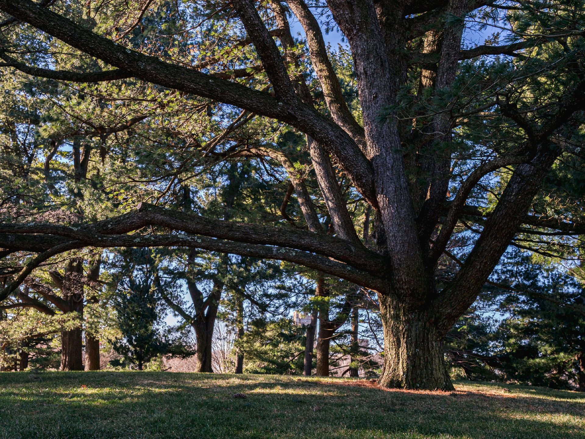 Conifer Arboretum | New York Botanical Garden