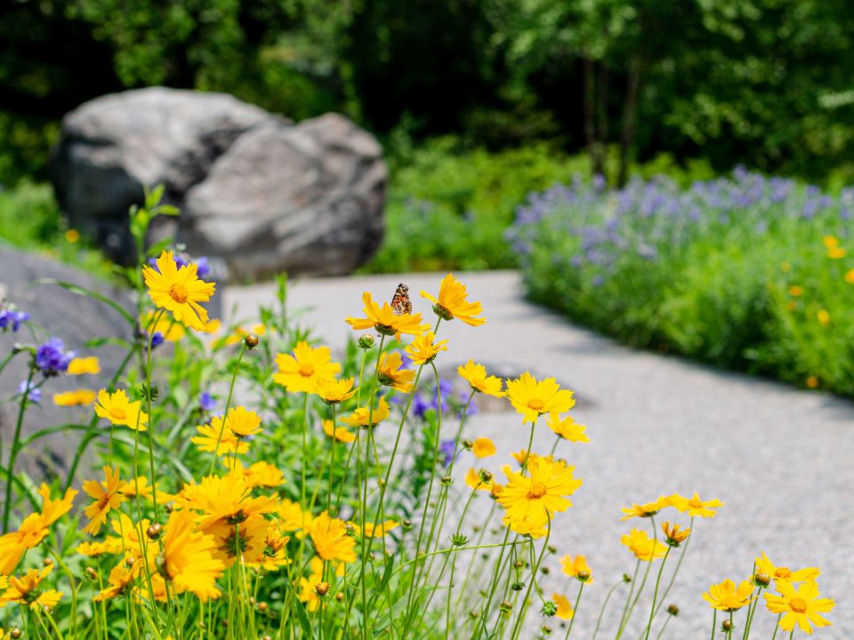 Native Plant Garden » New York Botanical Garden
