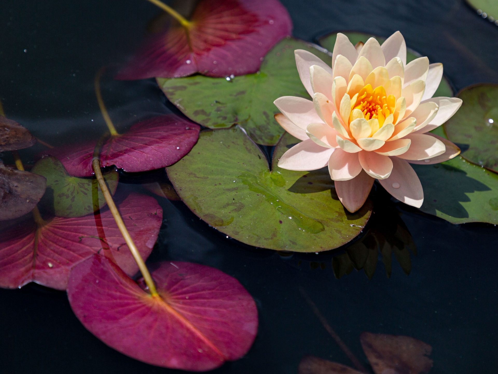 Water Lilies and Lotuses » New York Botanical Garden