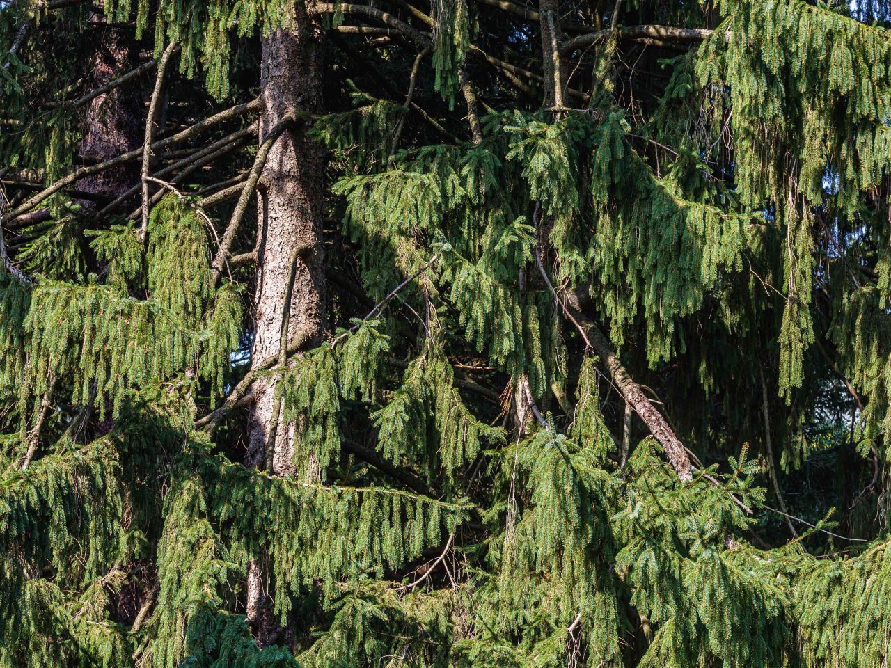 Conifer Arboretum » New York Botanical Garden