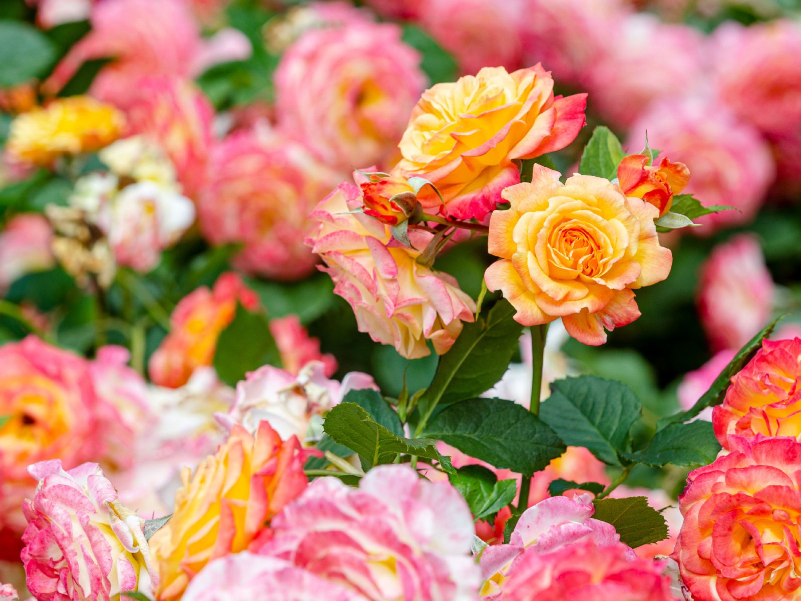 Rose Garden » New York Botanical Garden