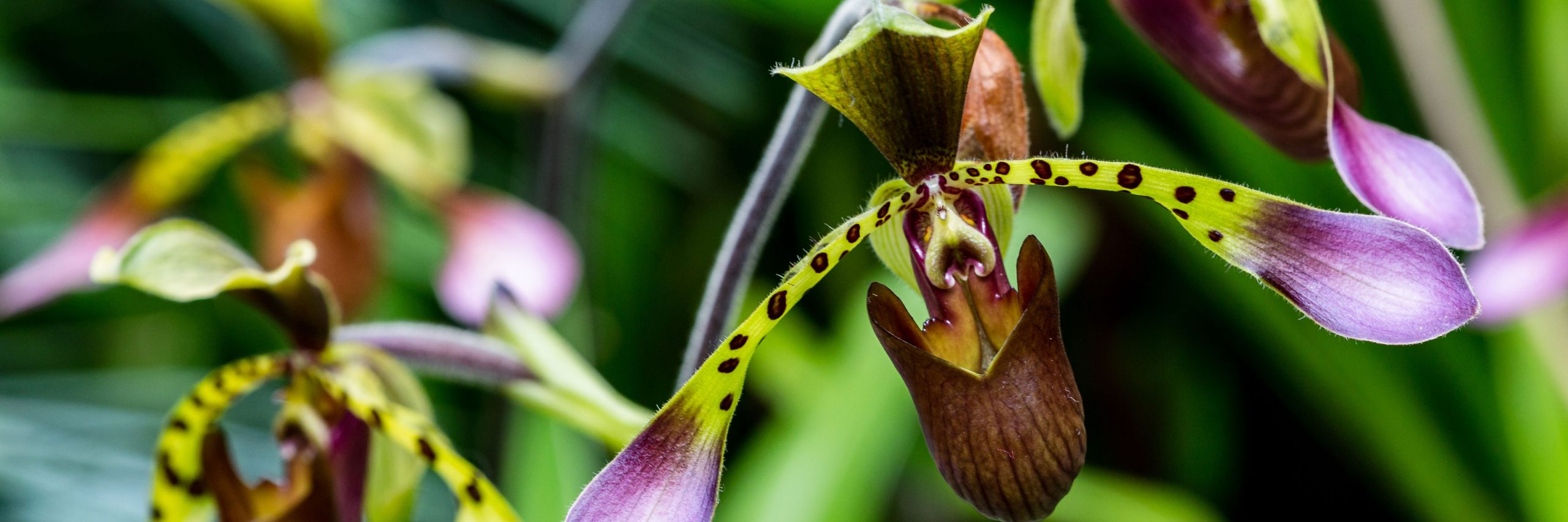 Orchid Collection | New York Botanical Garden