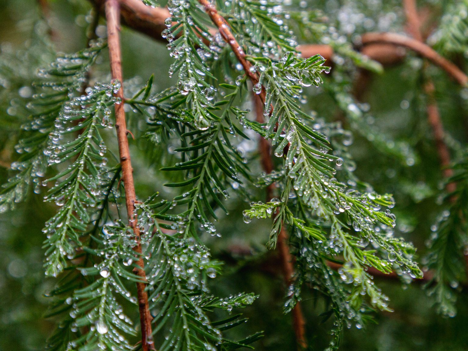 Ornamental Conifers » New York Botanical Garden