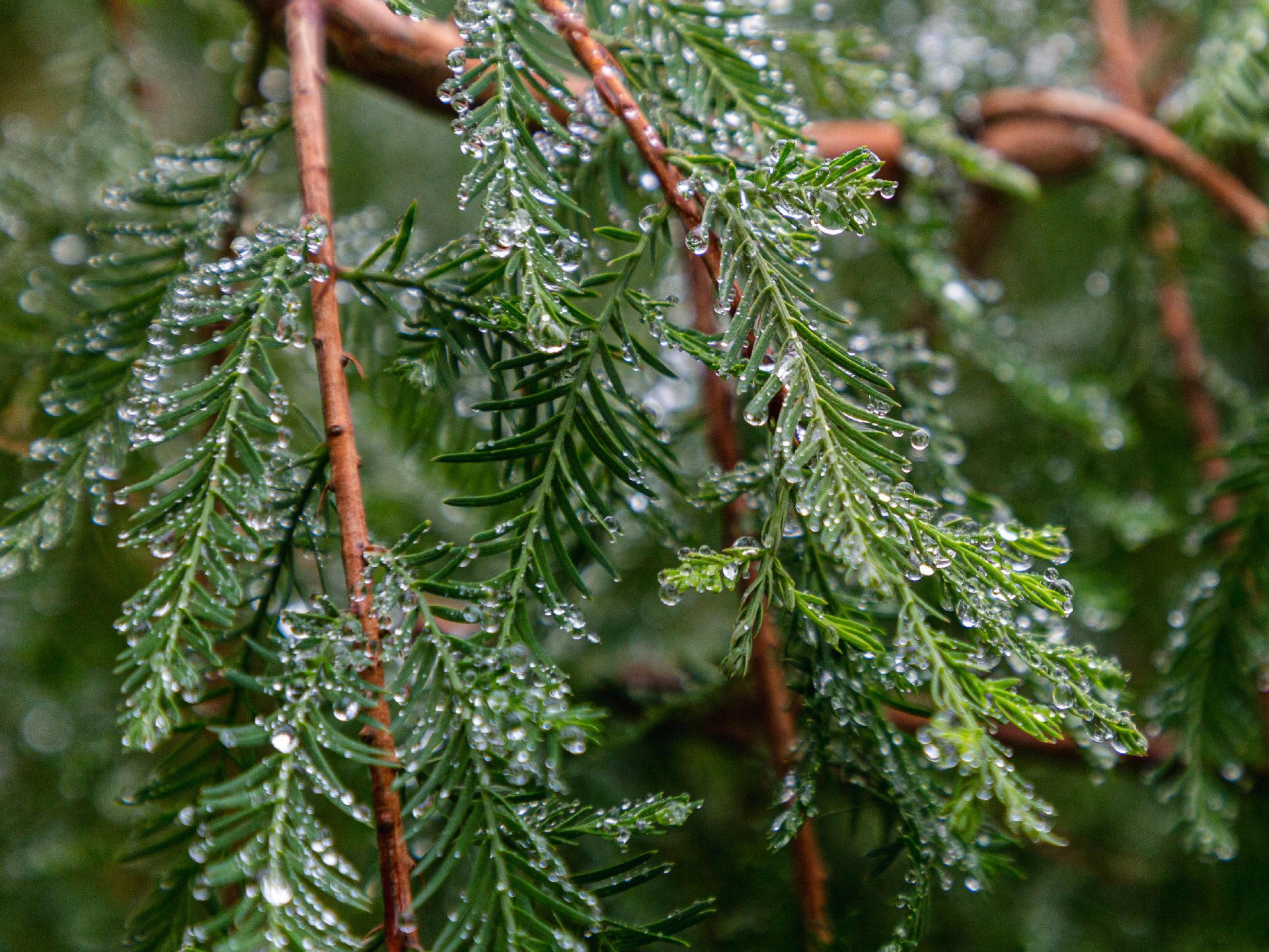 Ornamental Conifers » New York Botanical Garden